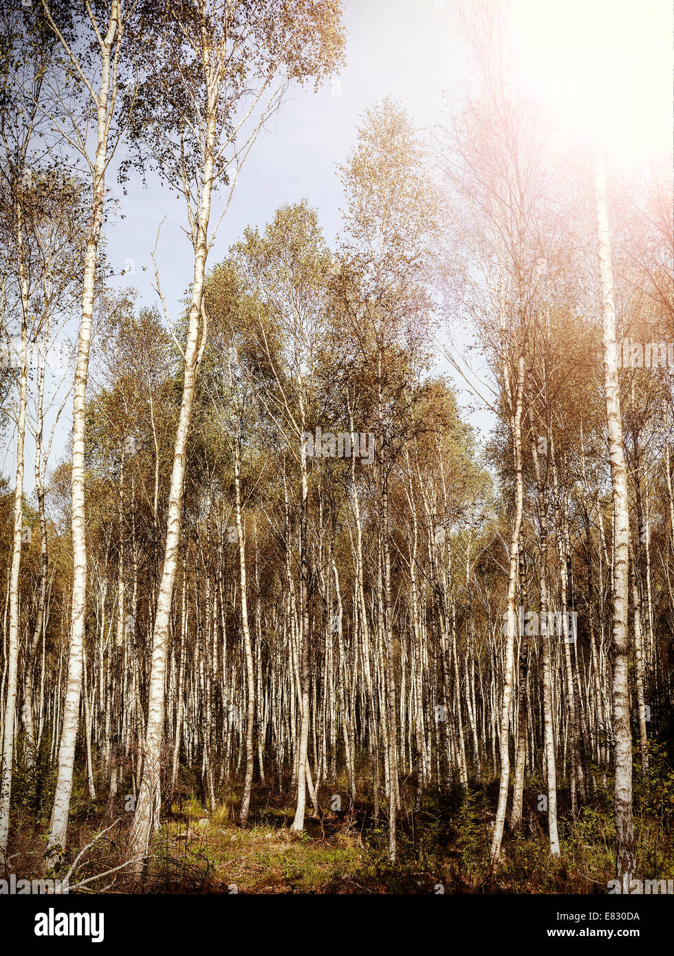 Vintage forest background, birches retro filtered Stock Photo - Alamy