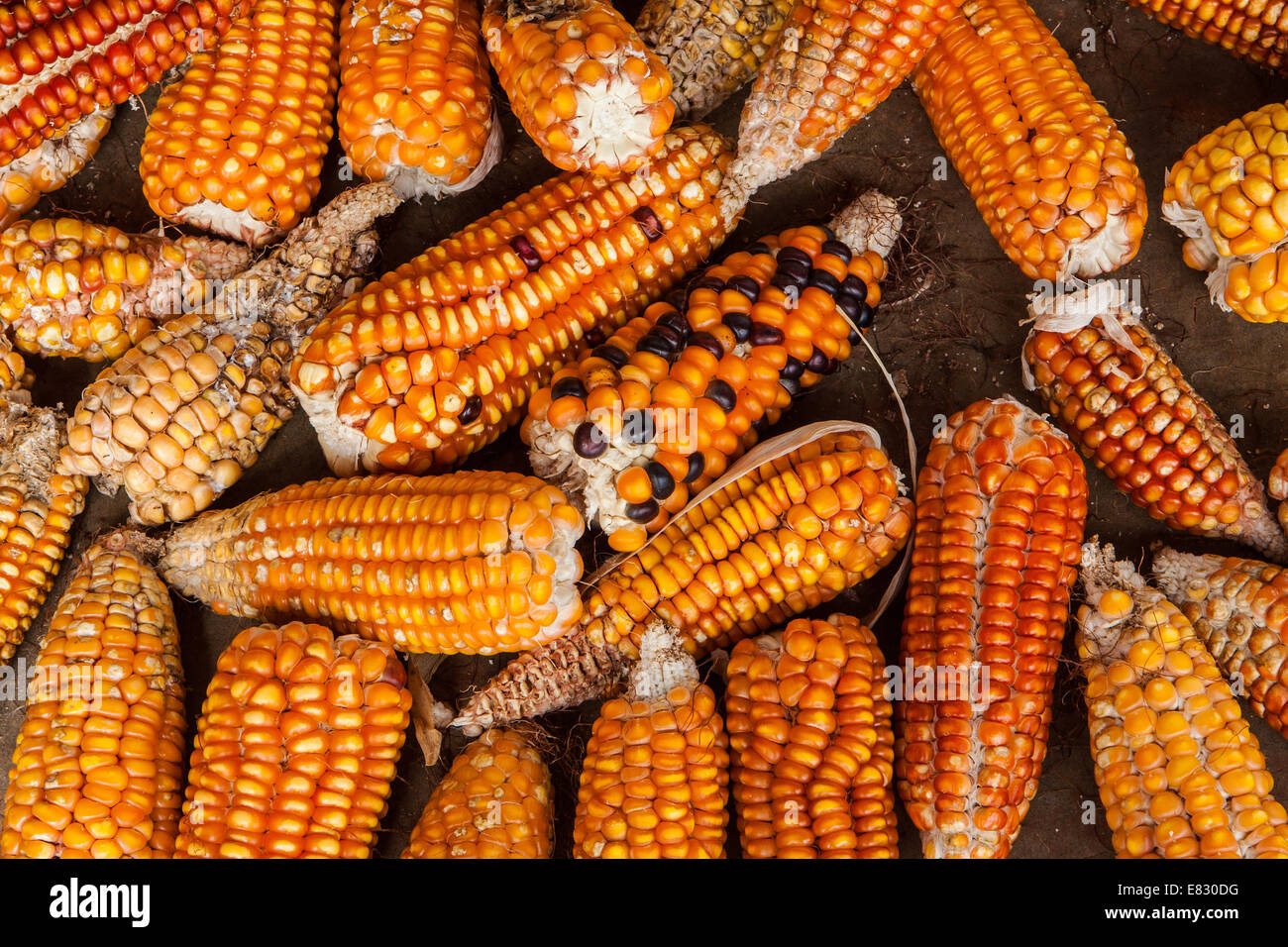 Types of corn hi-res stock photography and images - Alamy