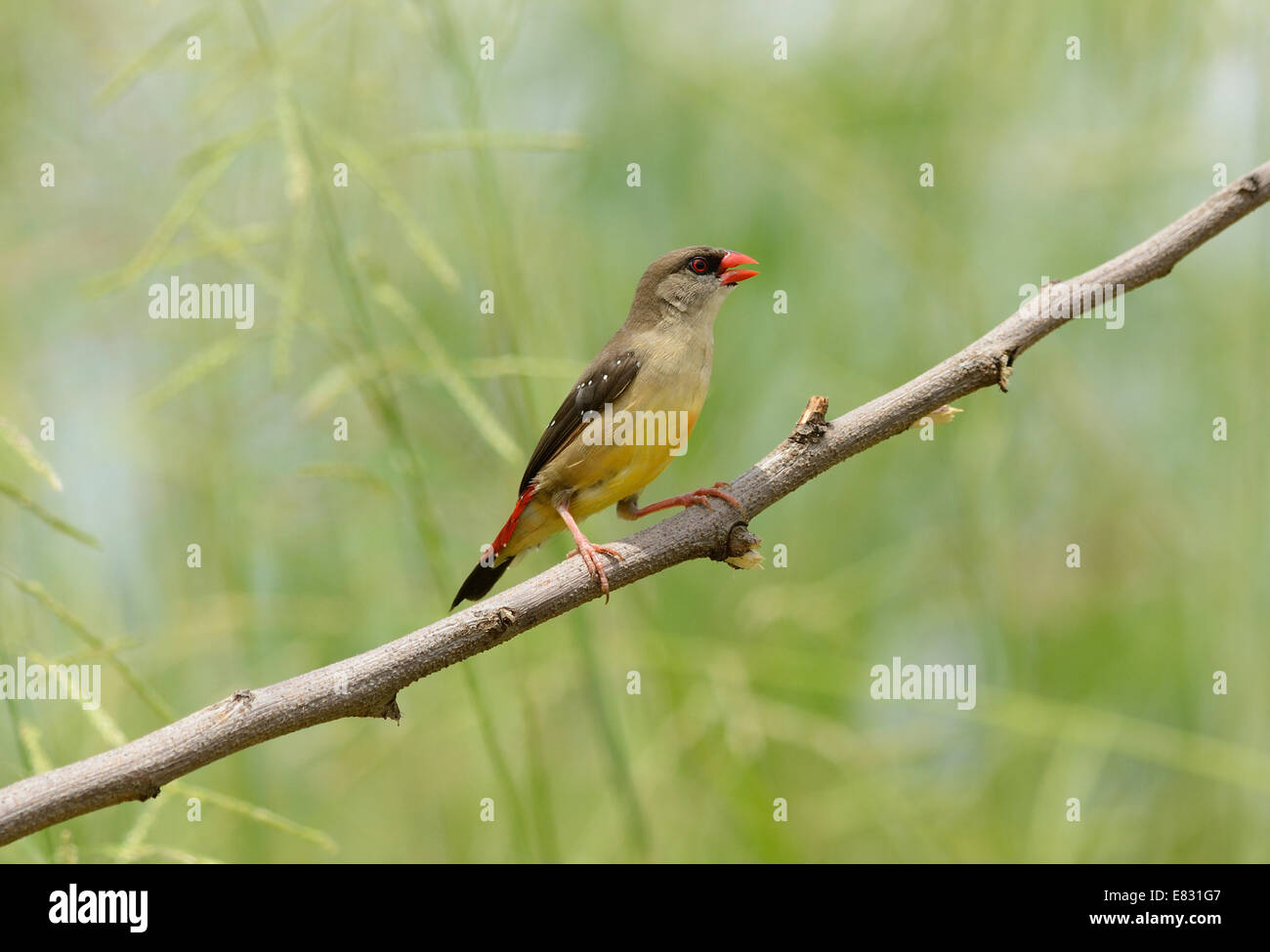 Strawberry finch hi-res stock photography and images - Alamy