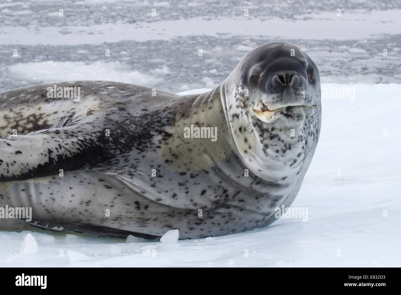 large male leopard seal sea on an ice floe which raised his head Stock ...