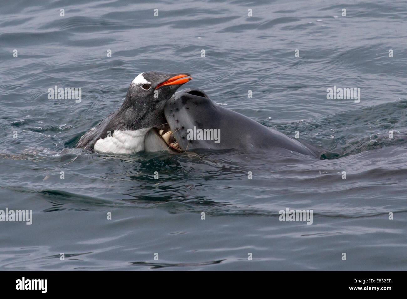 Leopard seal penguin hi-res stock photography and images - Alamy