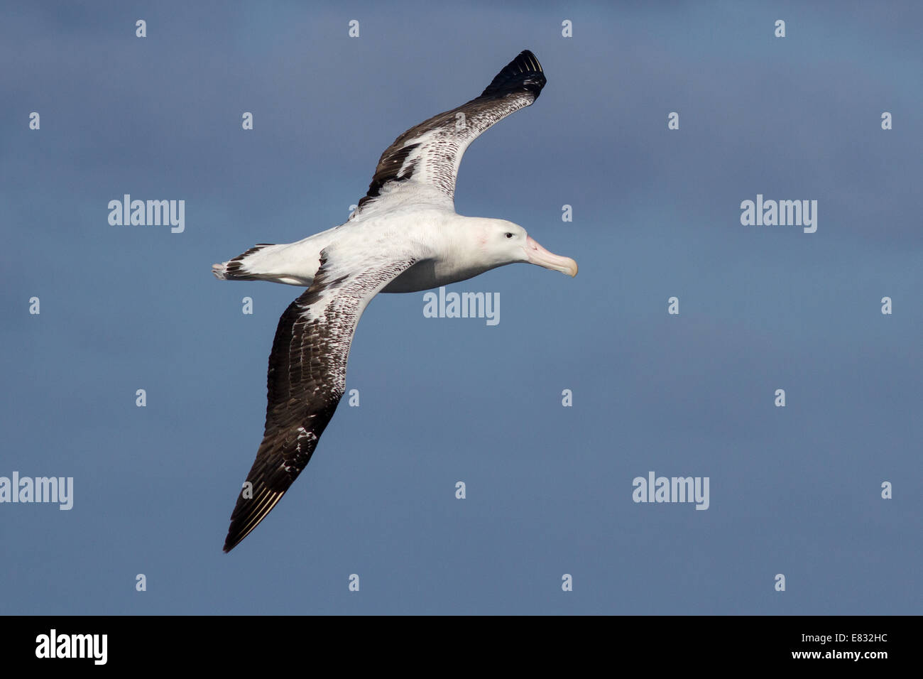 wandering albatross in the sky of the South Atlantic Stock Photo - Alamy