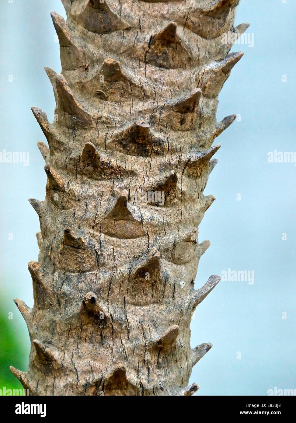 Coconut leaves texture hi-res stock photography and images - Alamy