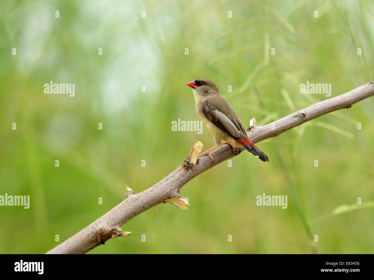 Asian wild strawberry hi-res stock photography and images - Alamy