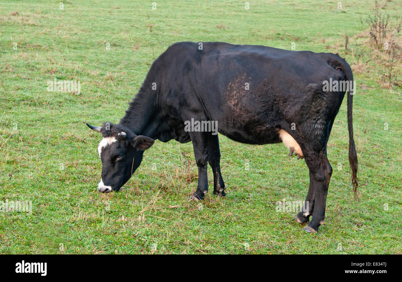 black cow close up Stock Photo - Alamy