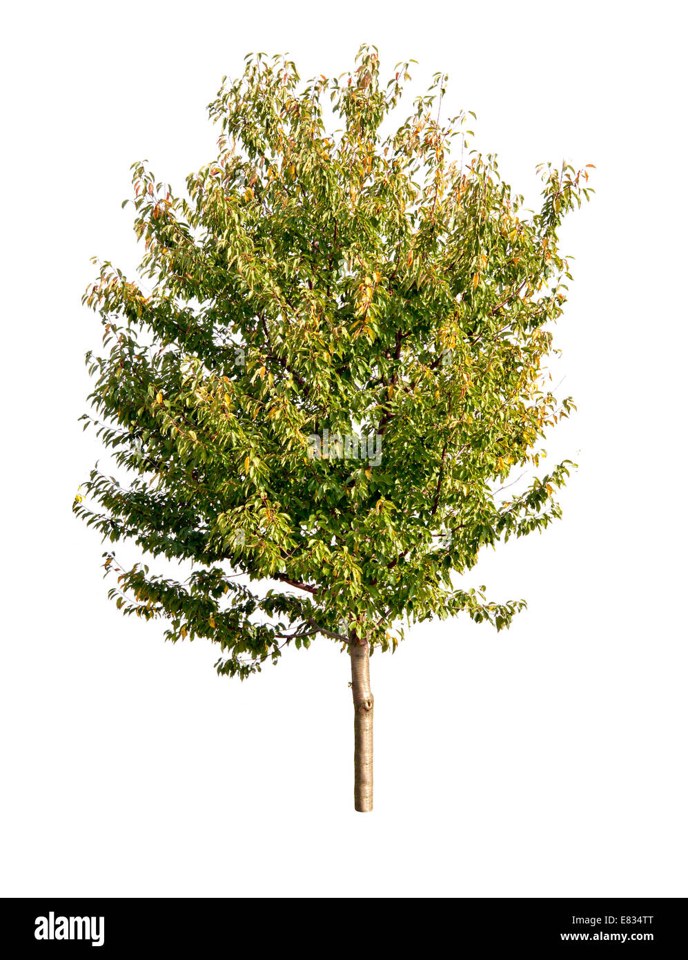 Single green tree growing on hi-res stock photography and images - Alamy