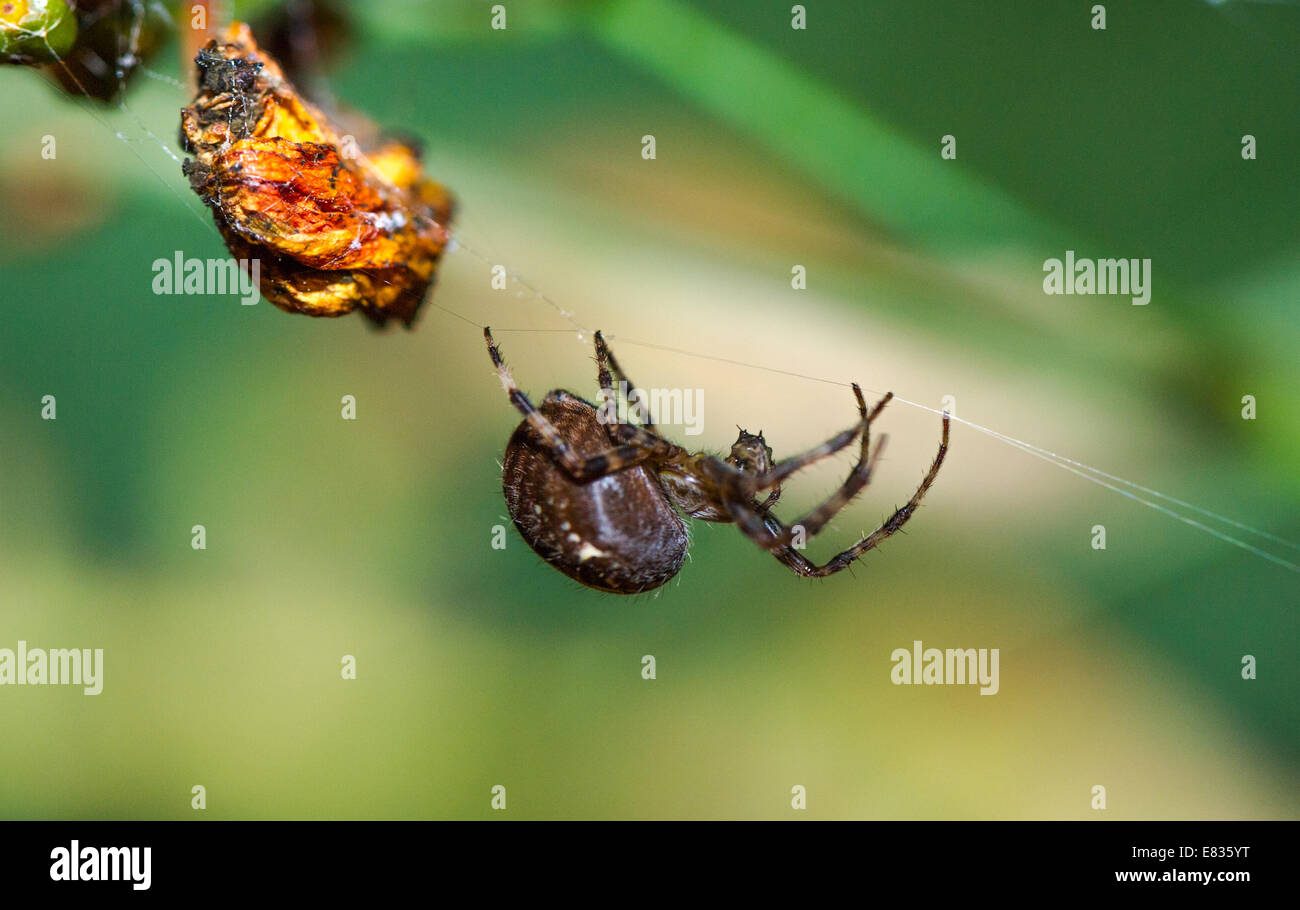 Female garden Spider Stock Photo - Alamy