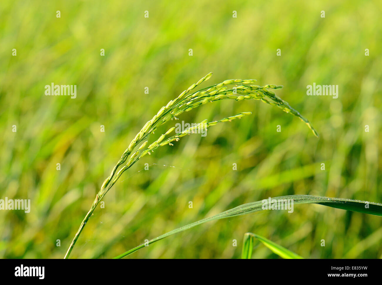 Man in rice field hi-res stock photography and images - Alamy