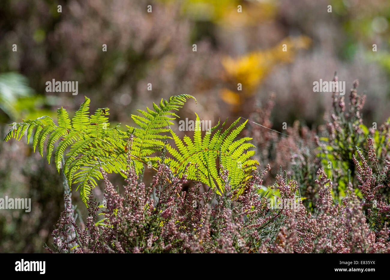 Bracken changing to its autumn colour from green too yellow in a field ...