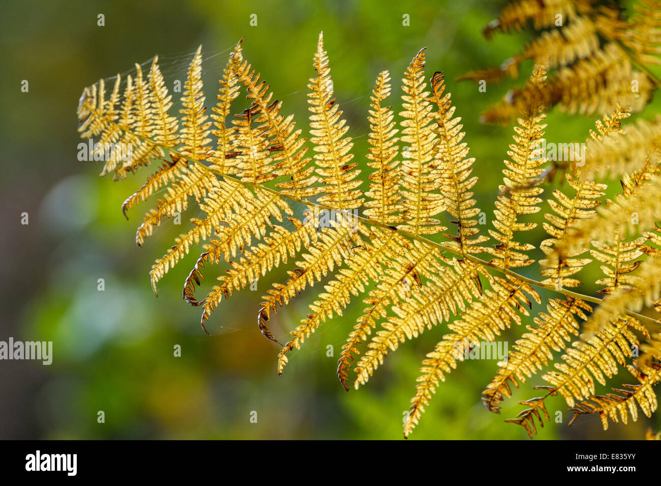 Bracken changing to its autumn colour from green too yellow in a field ...