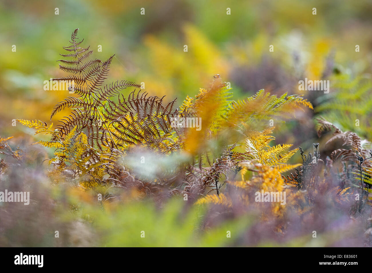 Bracken changing colour hi-res stock photography and images - Alamy