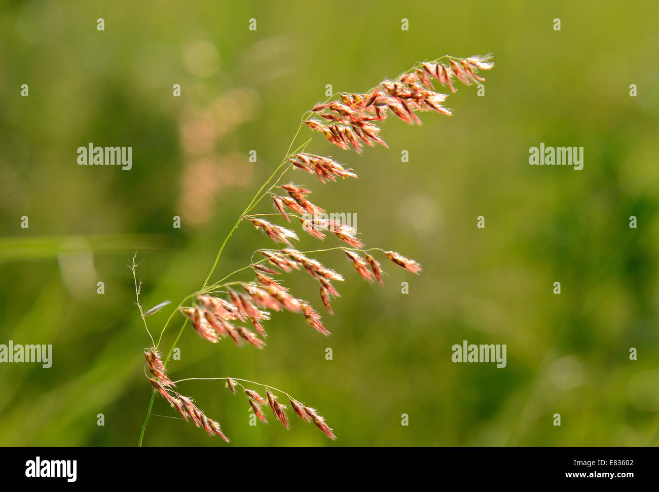 beautiful Natal Grass flower (Melinis repens) at Thai flower garden ...