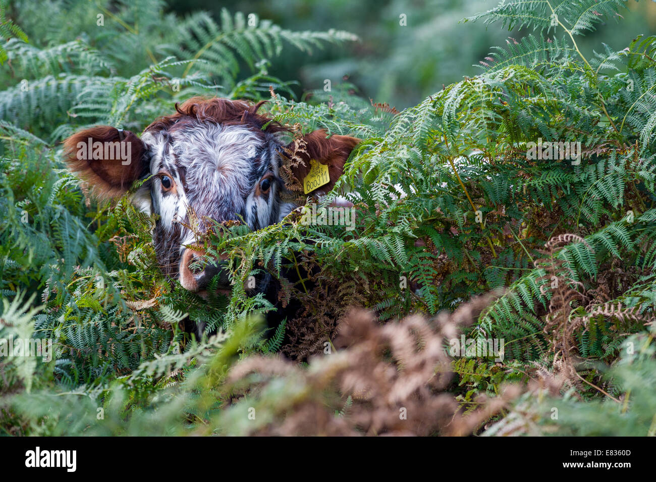 The English Longhorn cattle resting or feeding in Sherwood forest ...