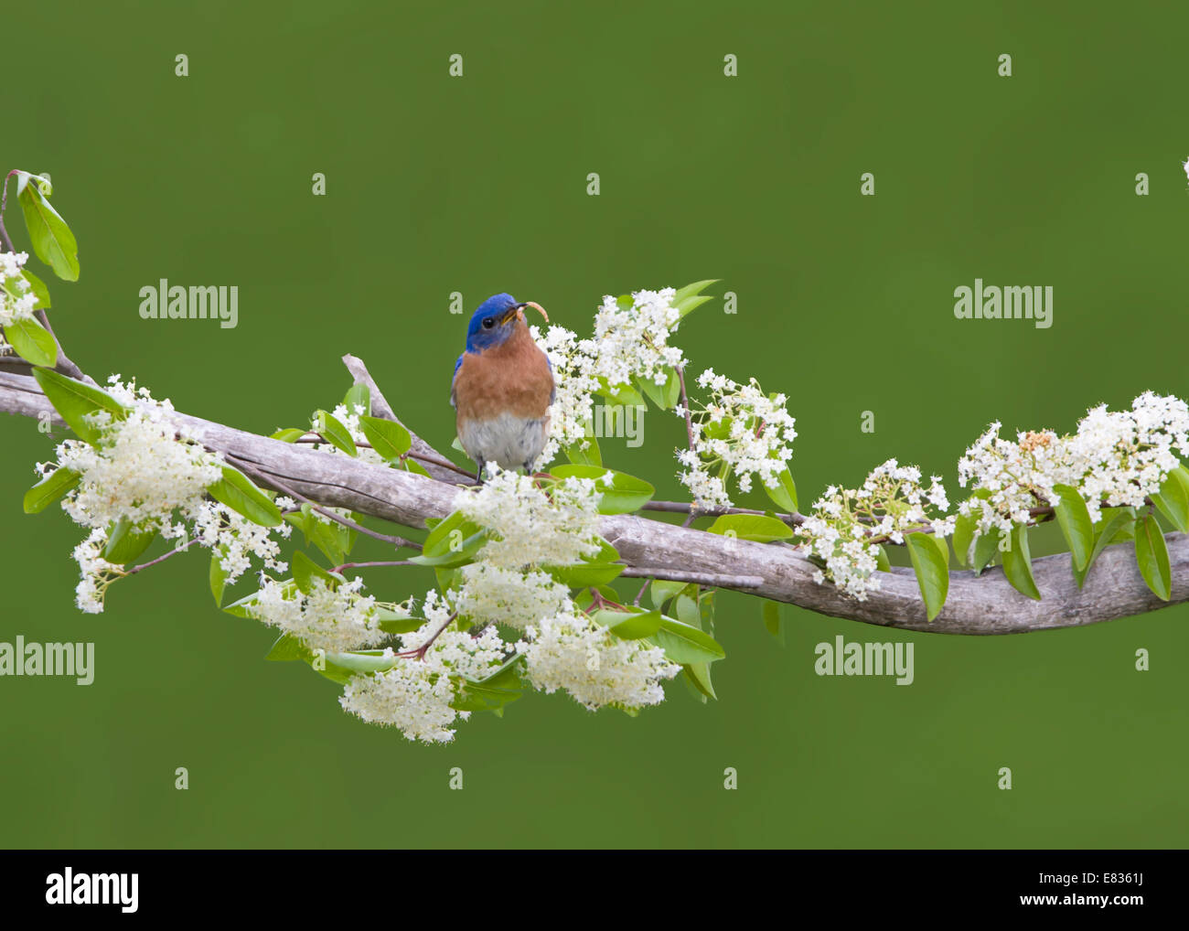 Male eastern bluebird in white flowers with insect in his beak Stock ...