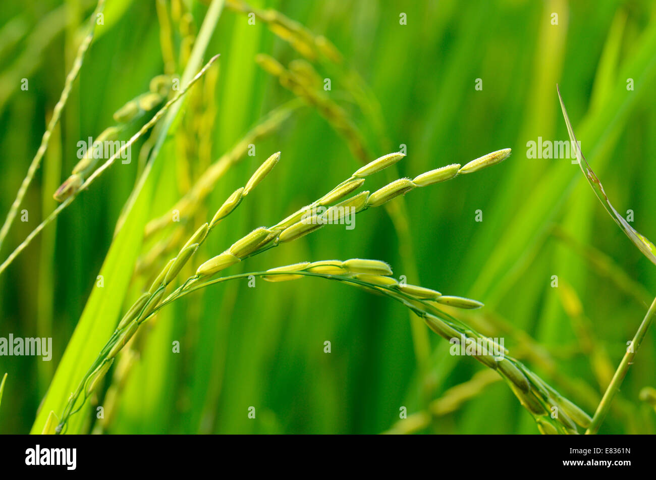 Rice Paddies Up Close
