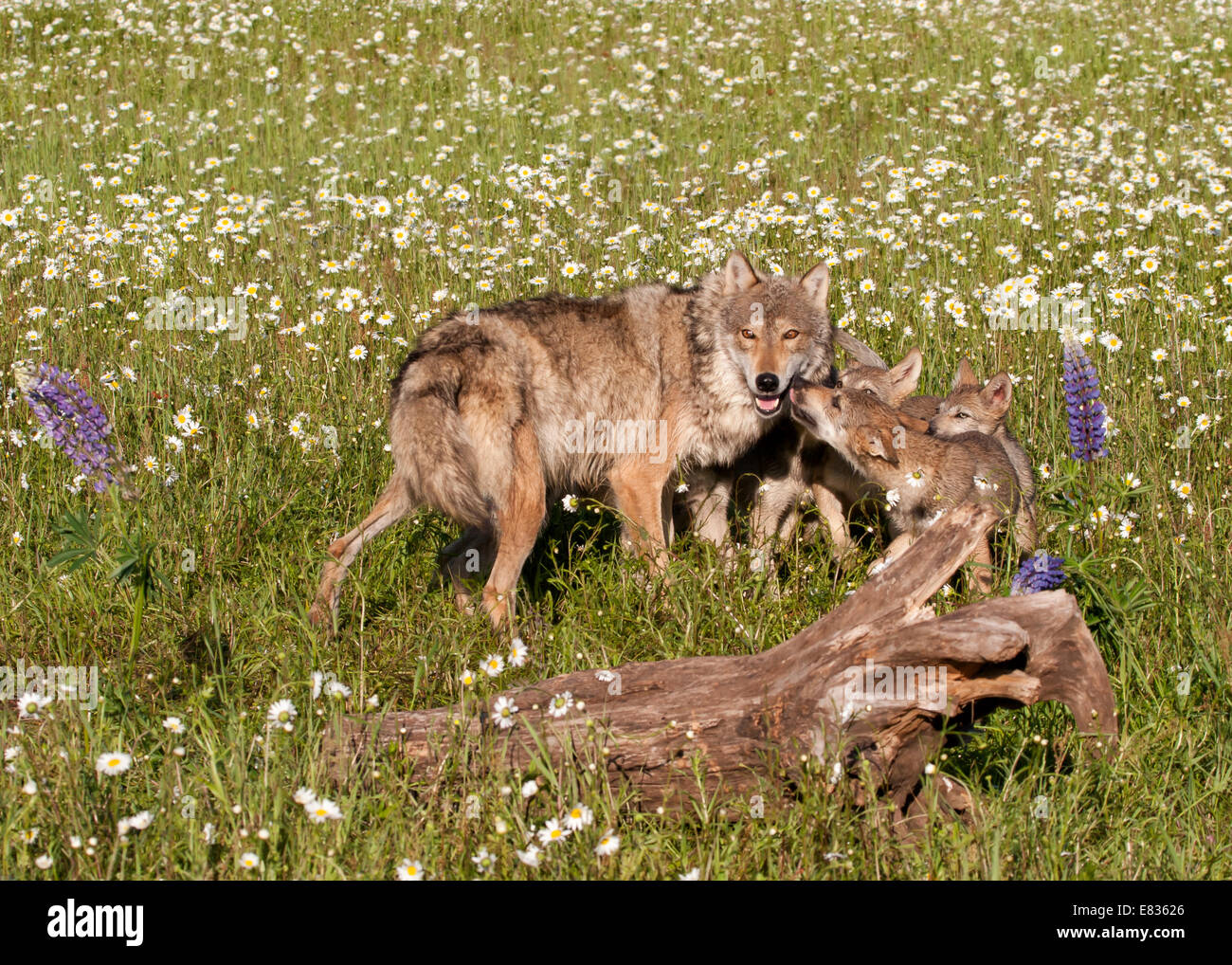 Grey wolf puppies showing affection to mother wolf Stock Photo - Alamy
