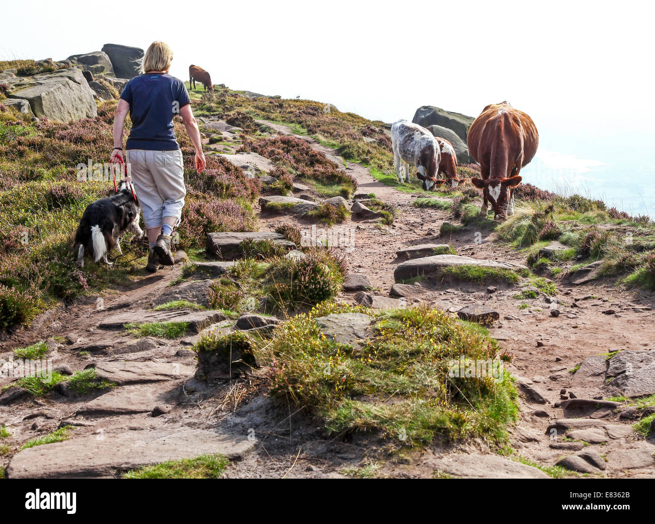 Walking dog cows hi-res stock photography and images - Alamy