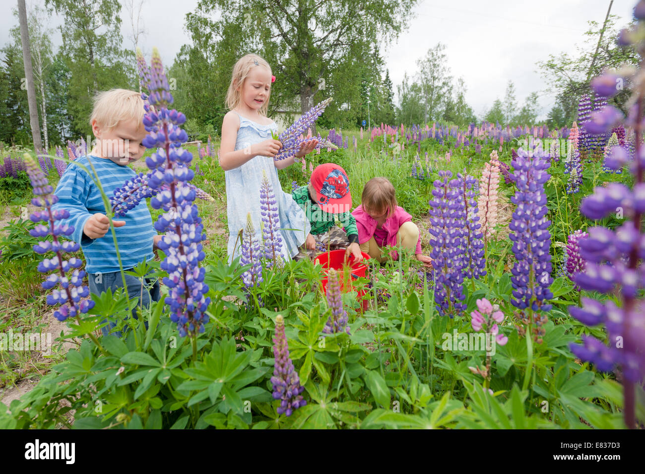 Non native species of flowers hi-res stock photography and images - Alamy