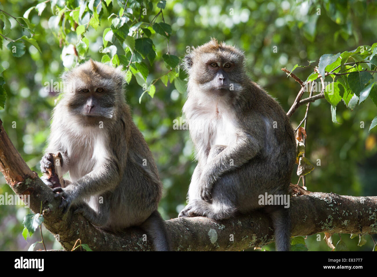 Couple of apes on a tree Stock Photo - Alamy
