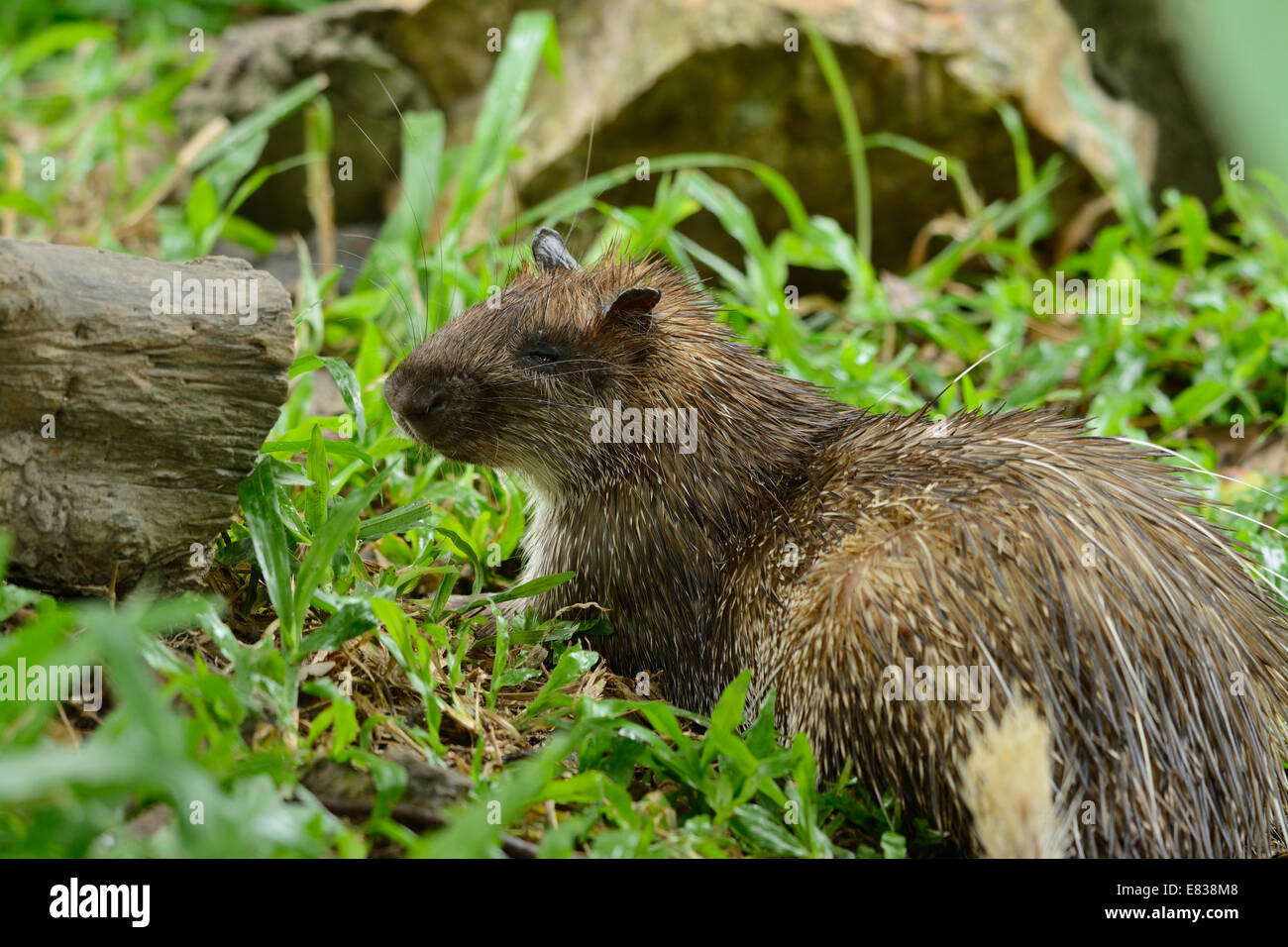 beautiful male Asiatic Brush-tailed Porcupine (Atherurus macrourus) as ...