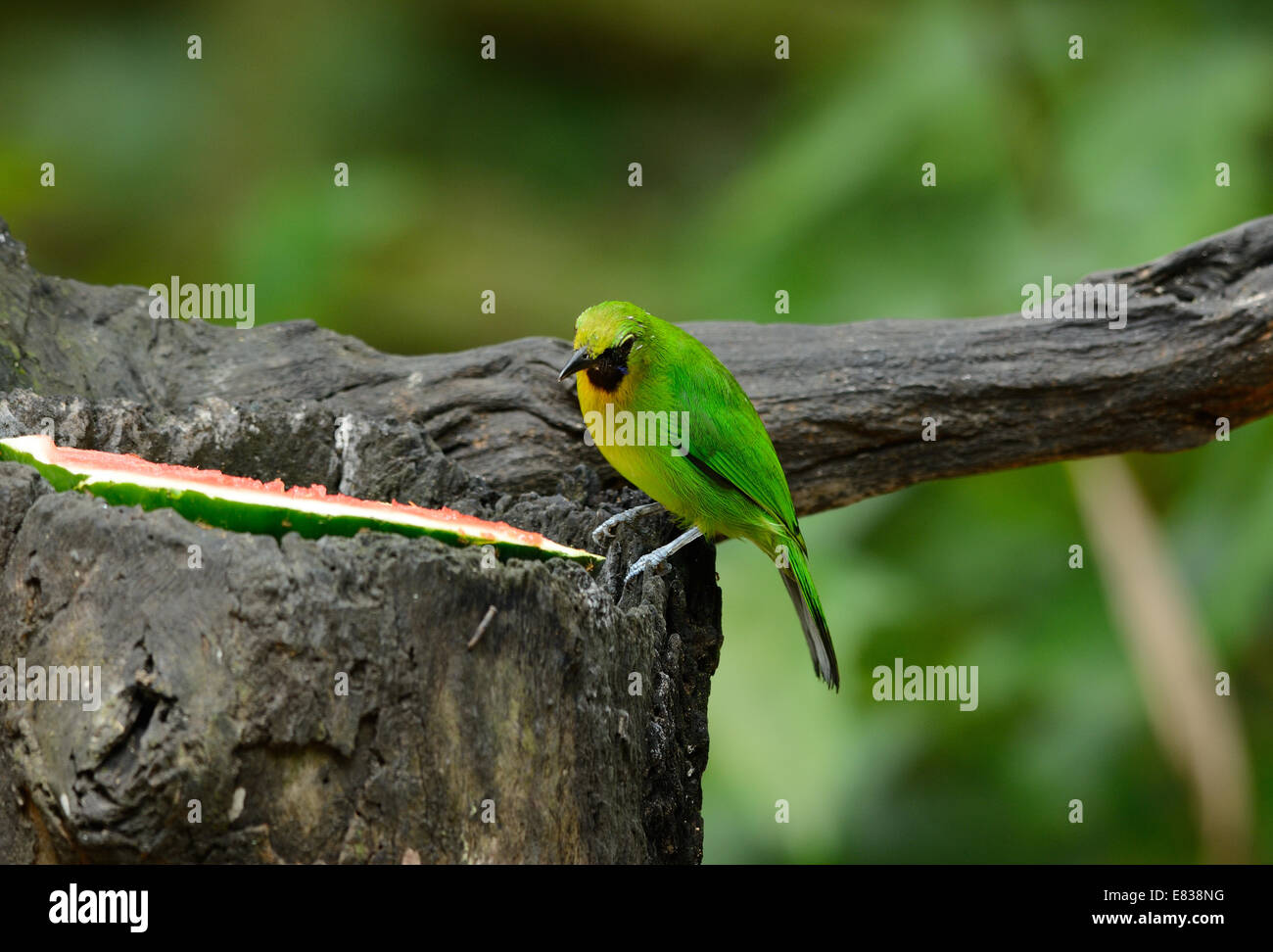 beautiful male blue-winged leafbird (Chloropsis cochinchinensis) in ...