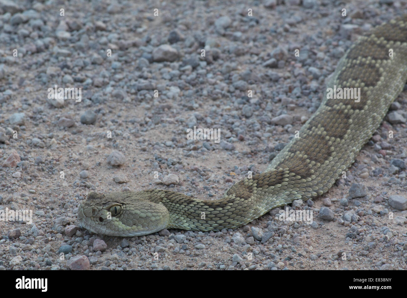 Northern mohave rattlesnake crotalus scutulatus scutulatus hi-res stock ...