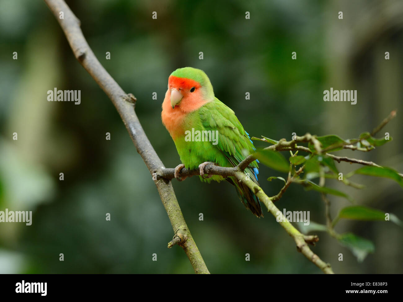 beautiful rosy-faced lovebird (Agapornis roseicollis) at tree top Stock ...