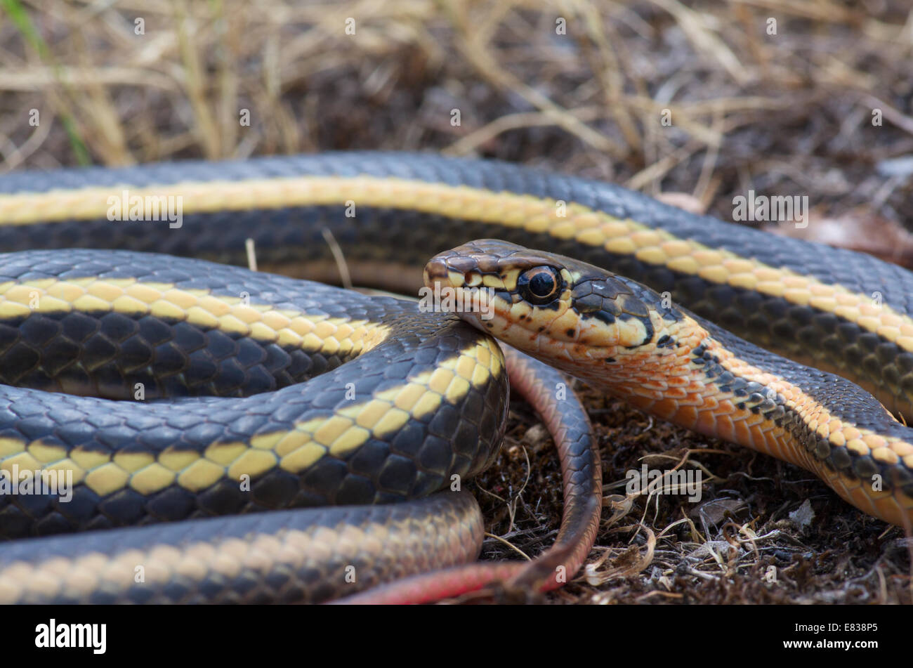 Alameda whipsnake hi-res stock photography and images - Alamy