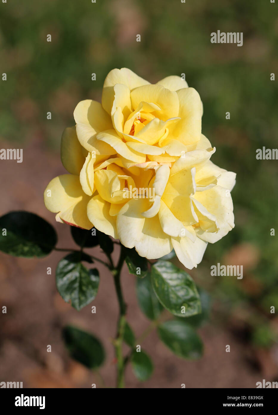photo beautiful yellow roses Stock Photo - Alamy