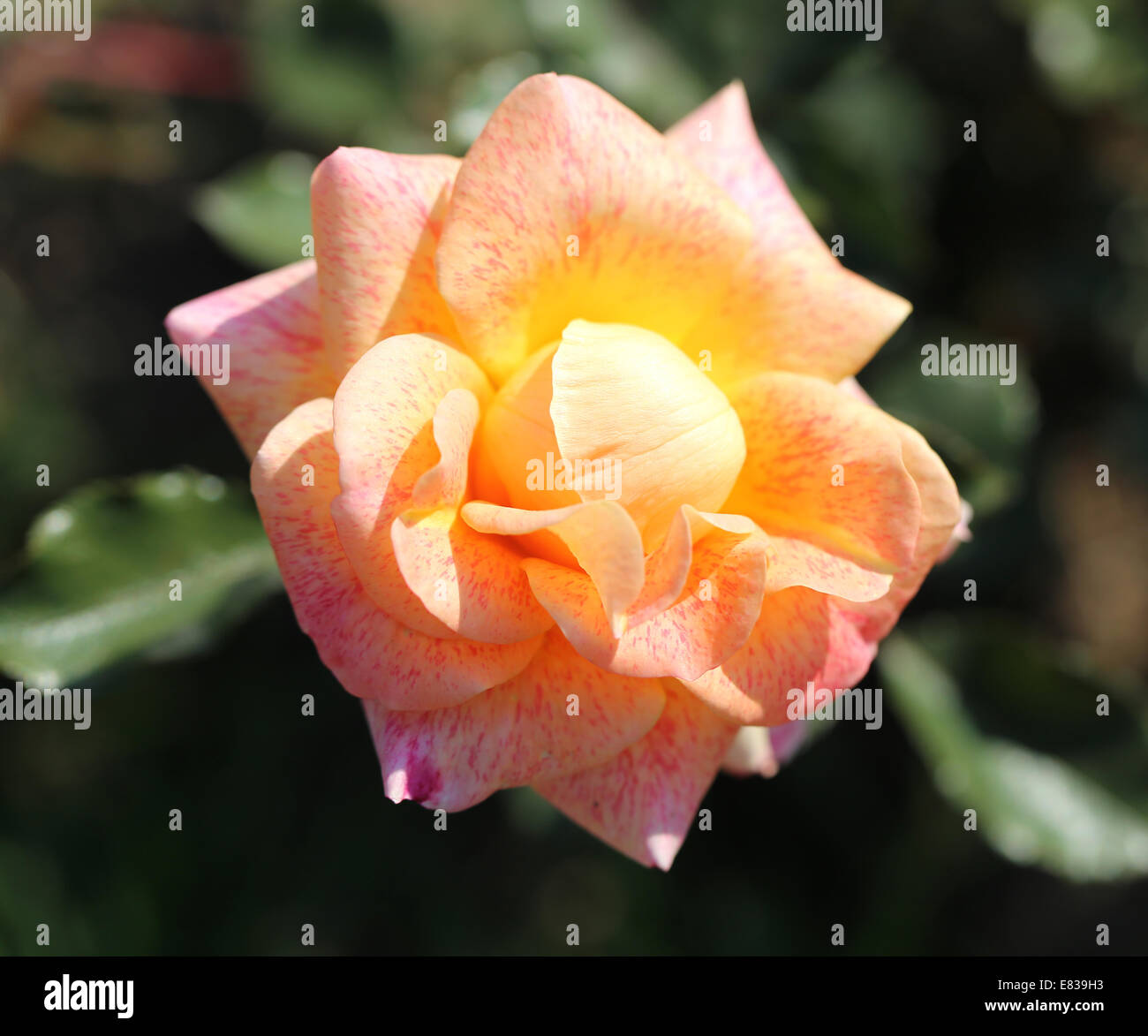 photo beautiful unusual rose Stock Photo - Alamy