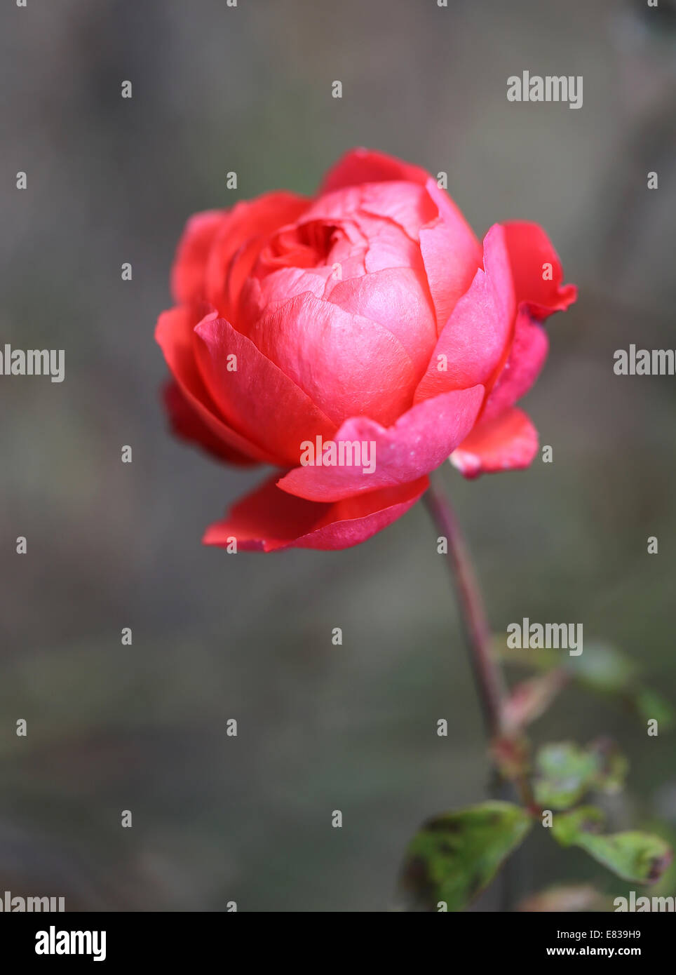 photo bright red rose in the garden Stock Photo - Alamy