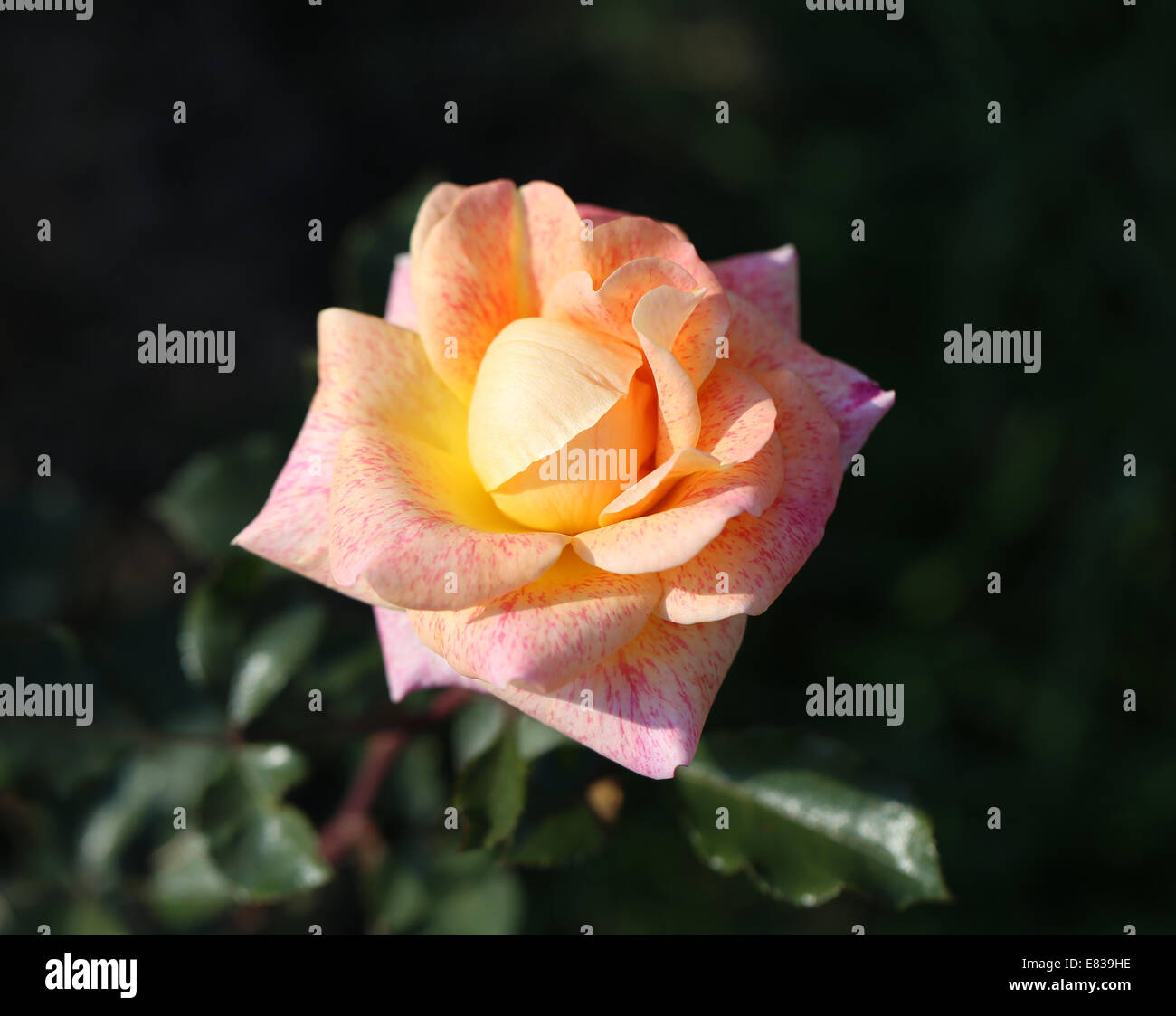 Unusual rose hi-res stock photography and images - Alamy