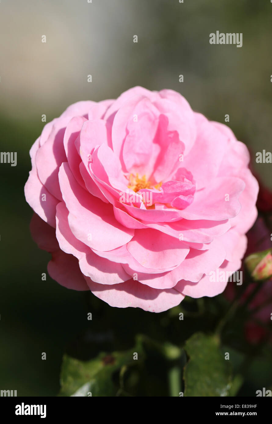 photo beautiful pink rose Stock Photo - Alamy