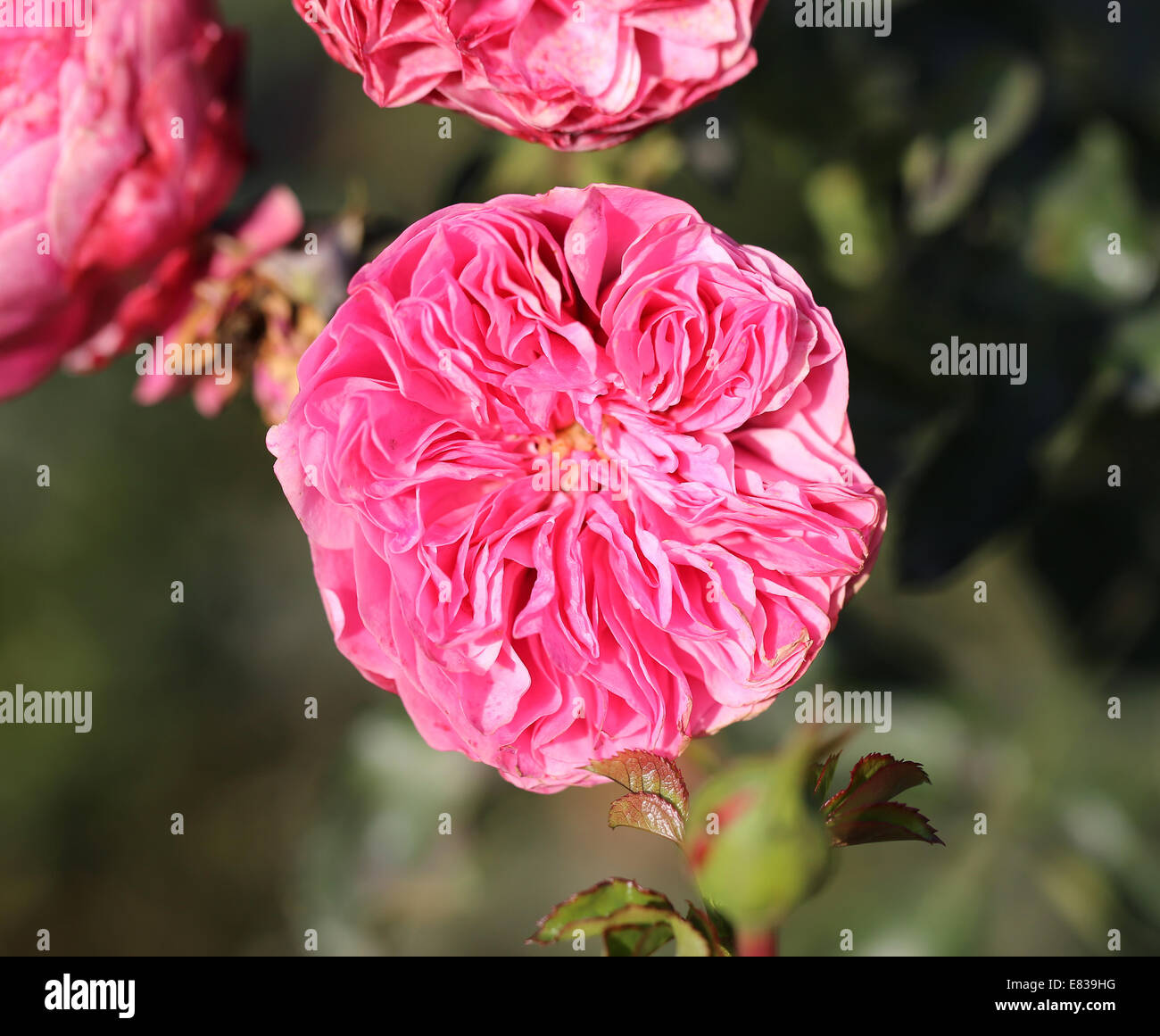 photo bright pink rose illuminated by the sun in the garden Stock Photo ...