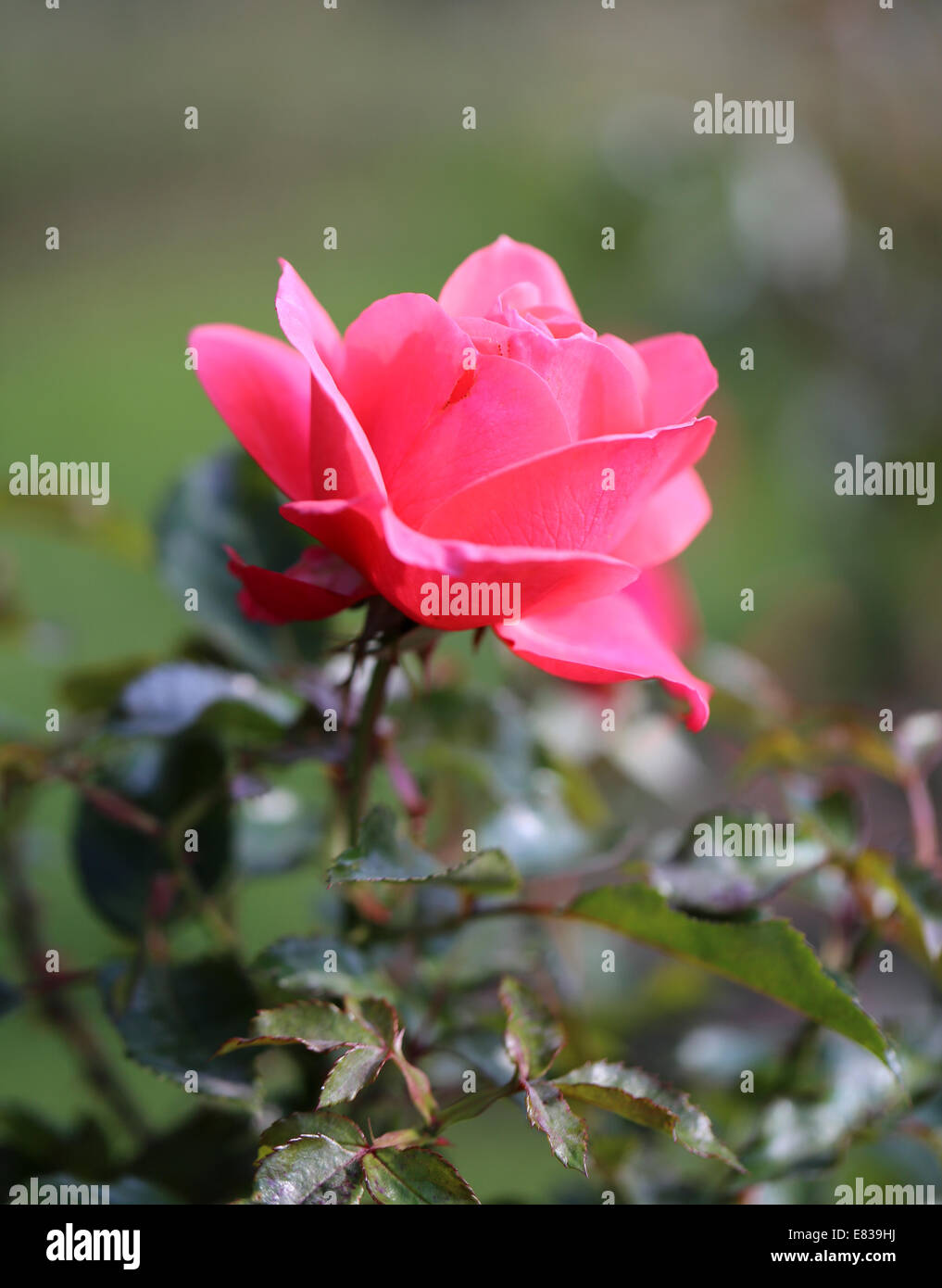 photo beautiful pink rose Stock Photo - Alamy