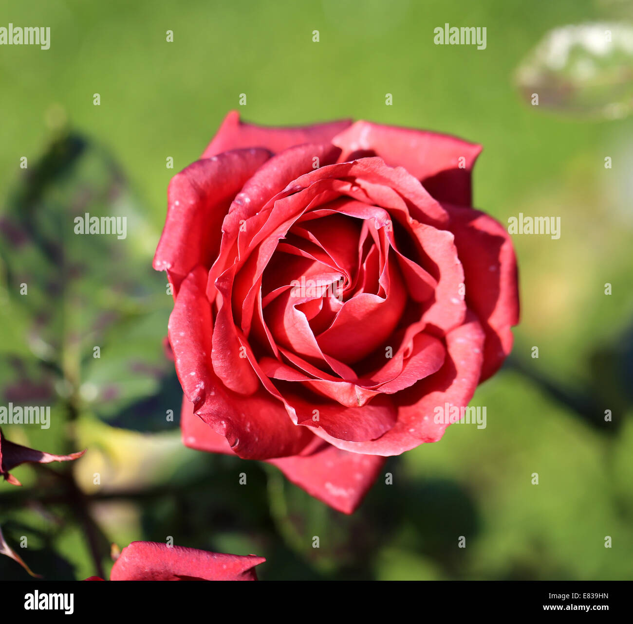 photo bright red rose illuminated by the sun in the garden Stock Photo ...