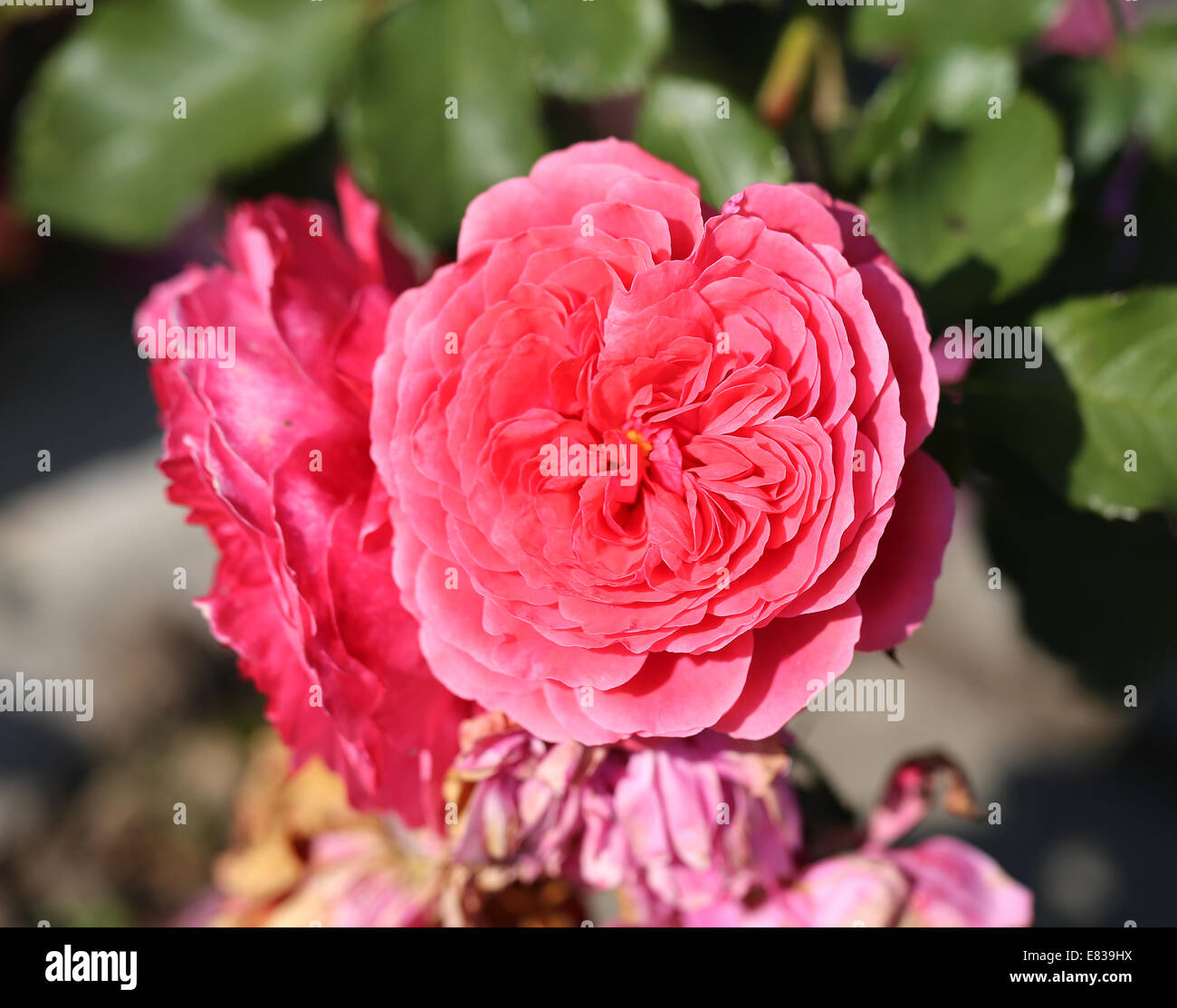 The rose photos hi-res stock photography and images - Alamy