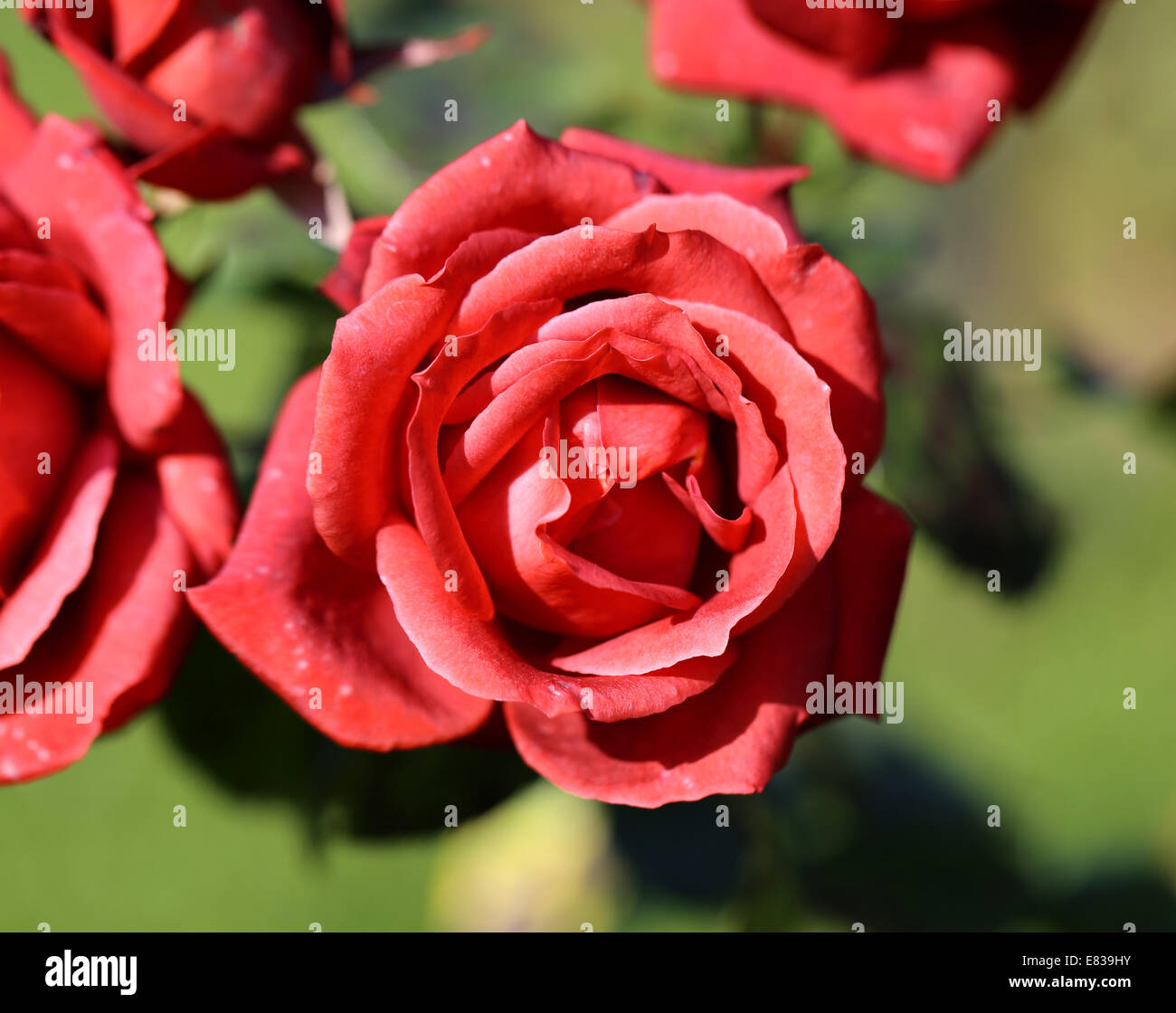 Unusual rose hi-res stock photography and images - Alamy