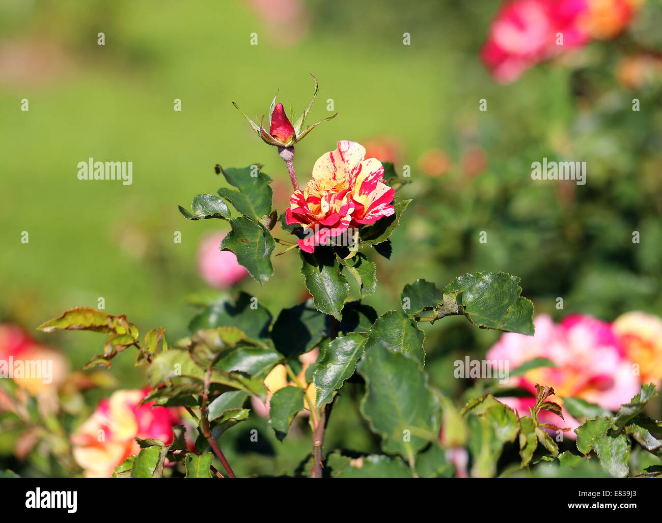 The rose photos hi-res stock photography and images - Alamy