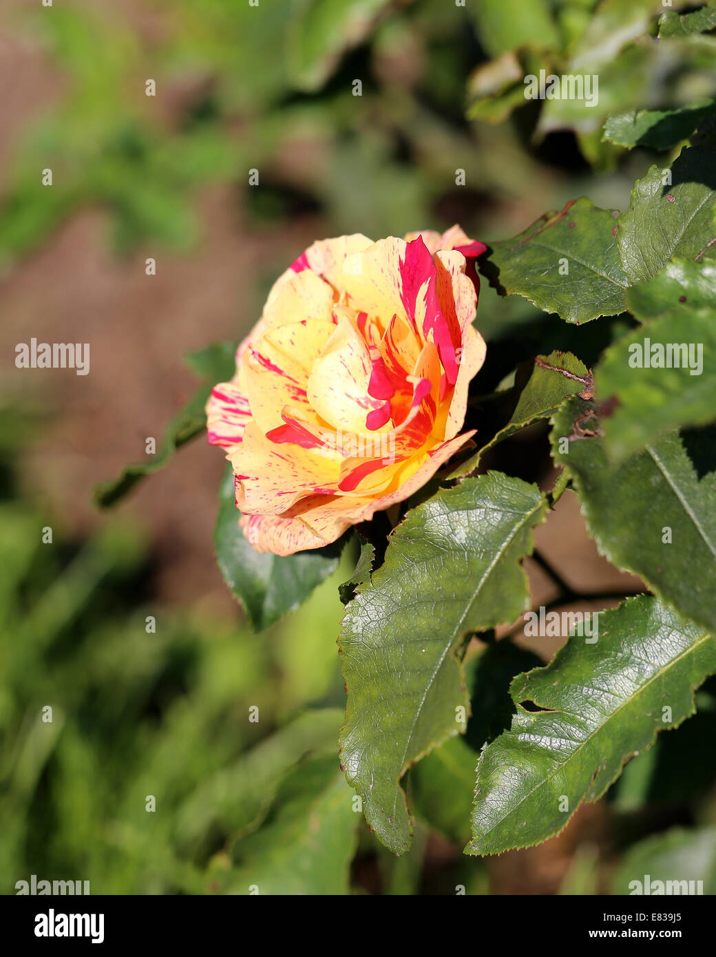 photo beautiful unusual rose Stock Photo - Alamy