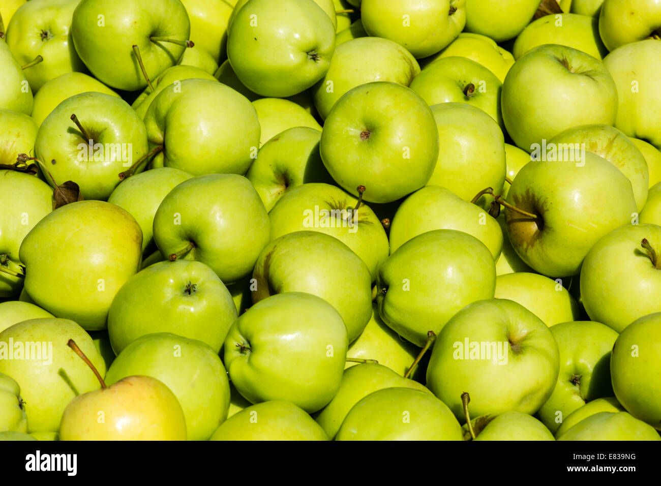 Green Ginger Gold Apples in bin Stock Photo - Alamy