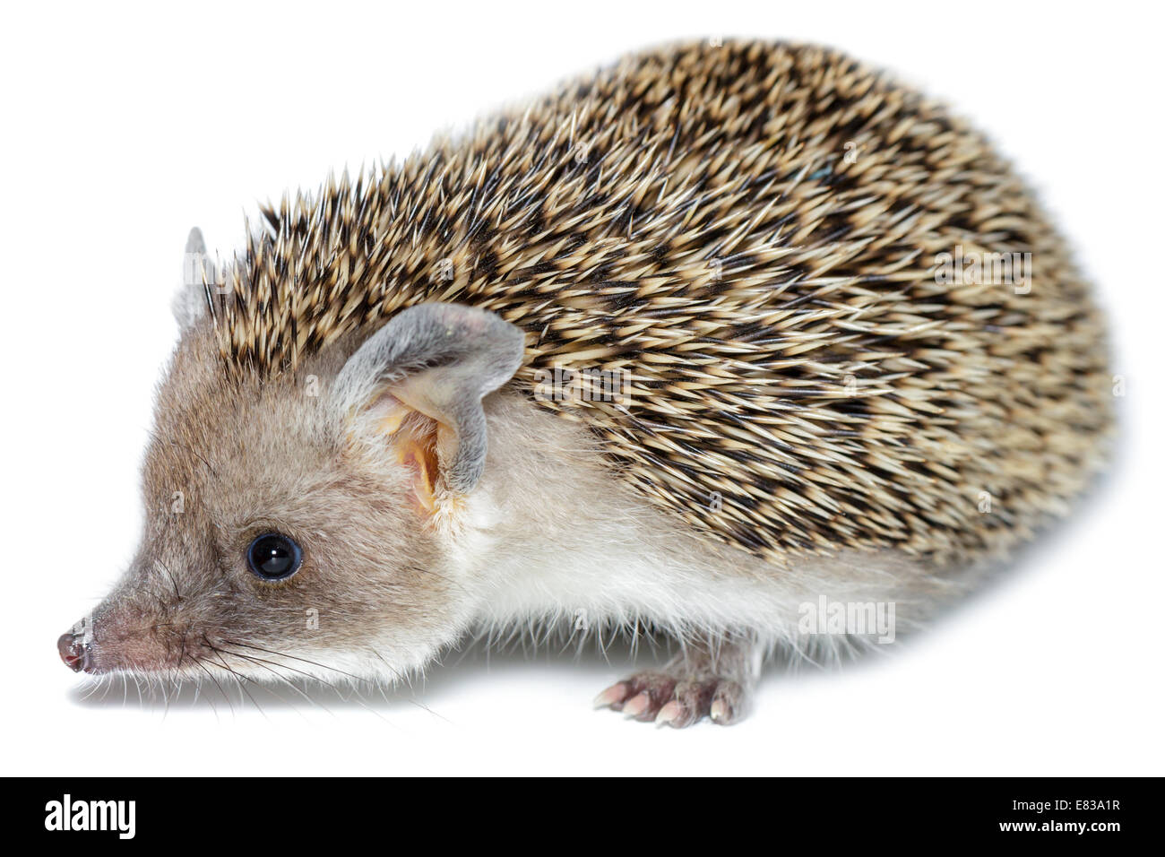 Hemiechinus auritus, Long-eared hedgehog in front of white background ...