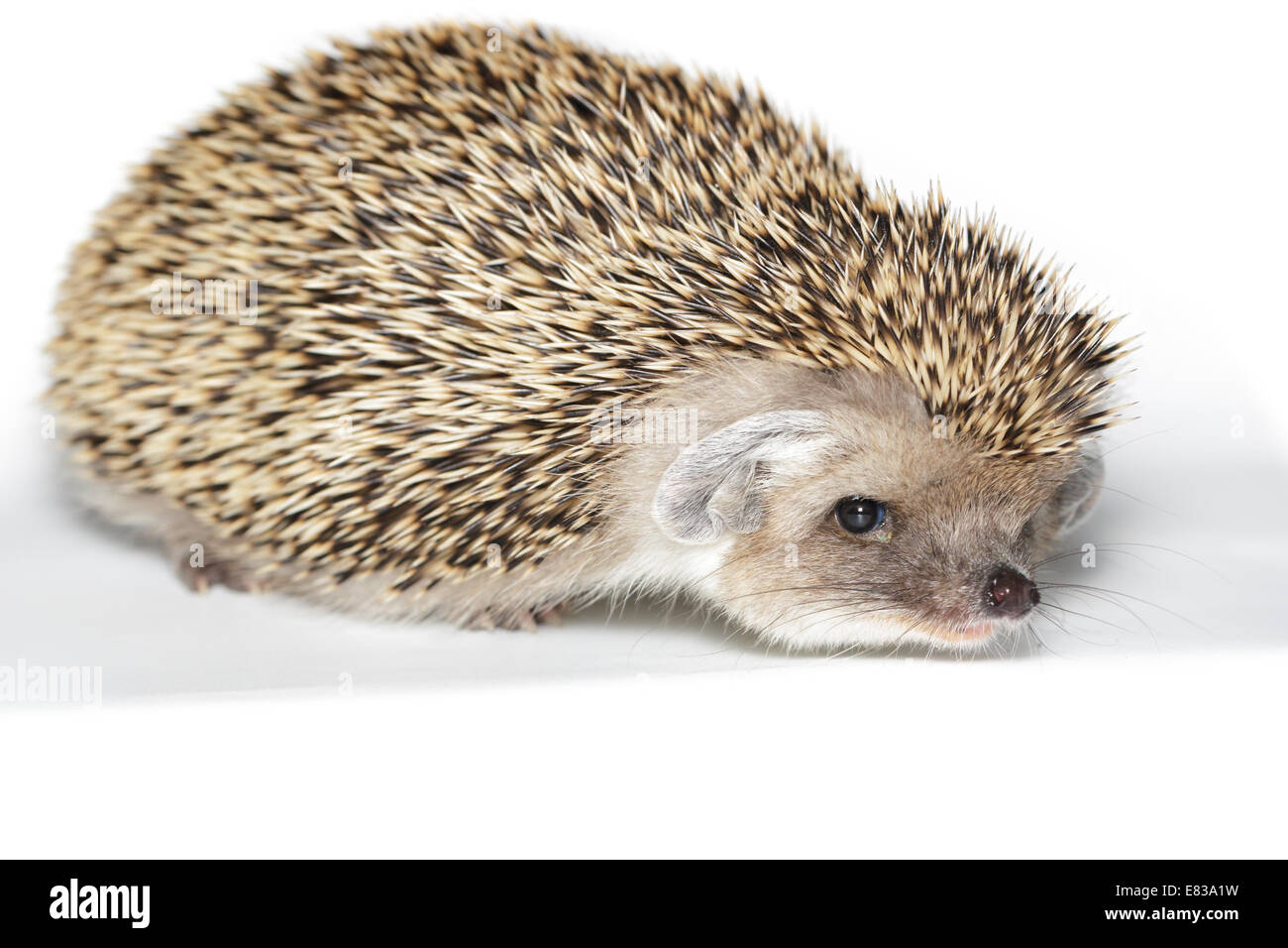 Hemiechinus auritus, Long-eared hedgehog in front of white background ...