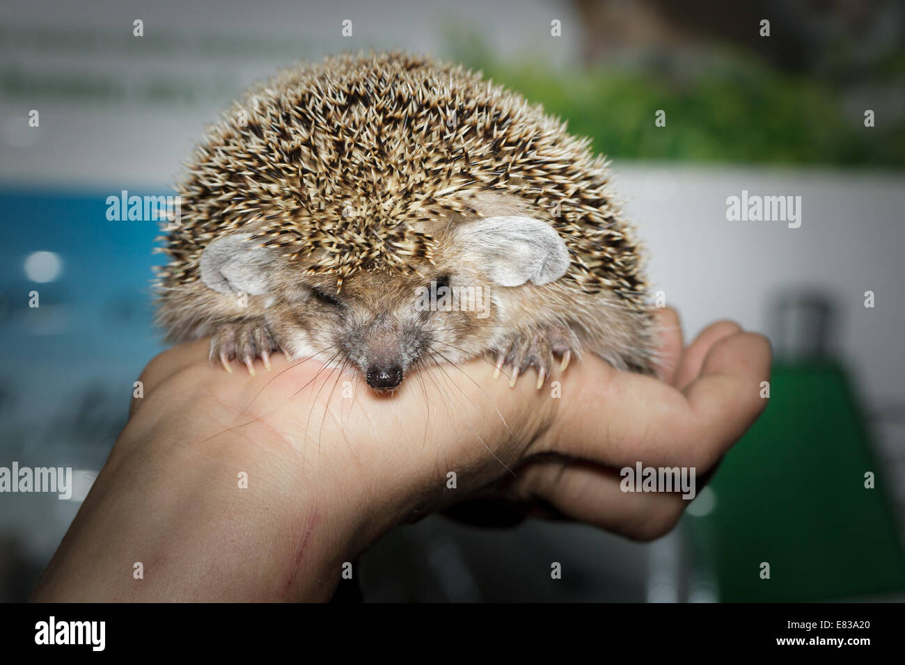 Hemiechinus auritus, Long-eared hedgehog like a pet Stock Photo - Alamy