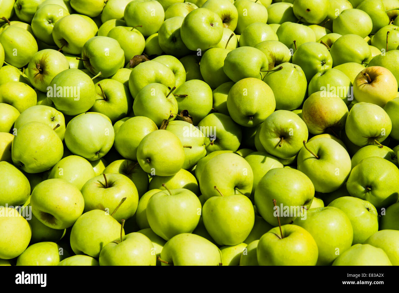 Green Ginger Gold Apples in bin Stock Photo - Alamy