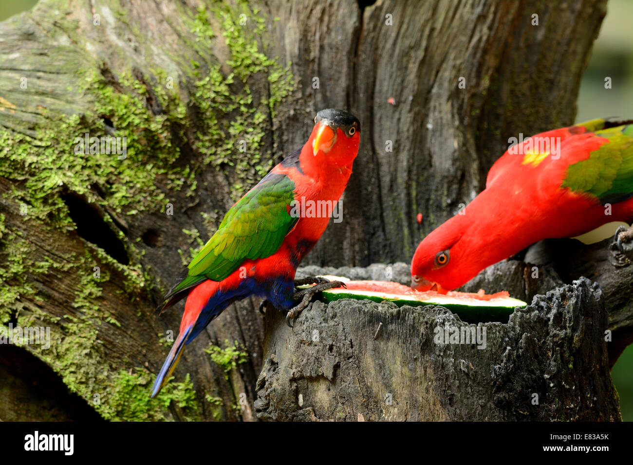 beautiful Black-capped Lory (Lorius lory) at tree top Stock Photo - Alamy
