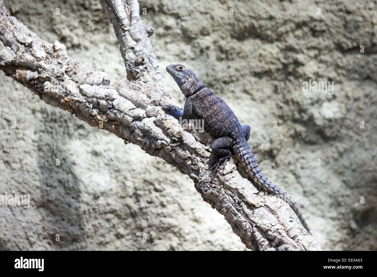 Lizard resting on a log against gray background Stock Photo - Alamy