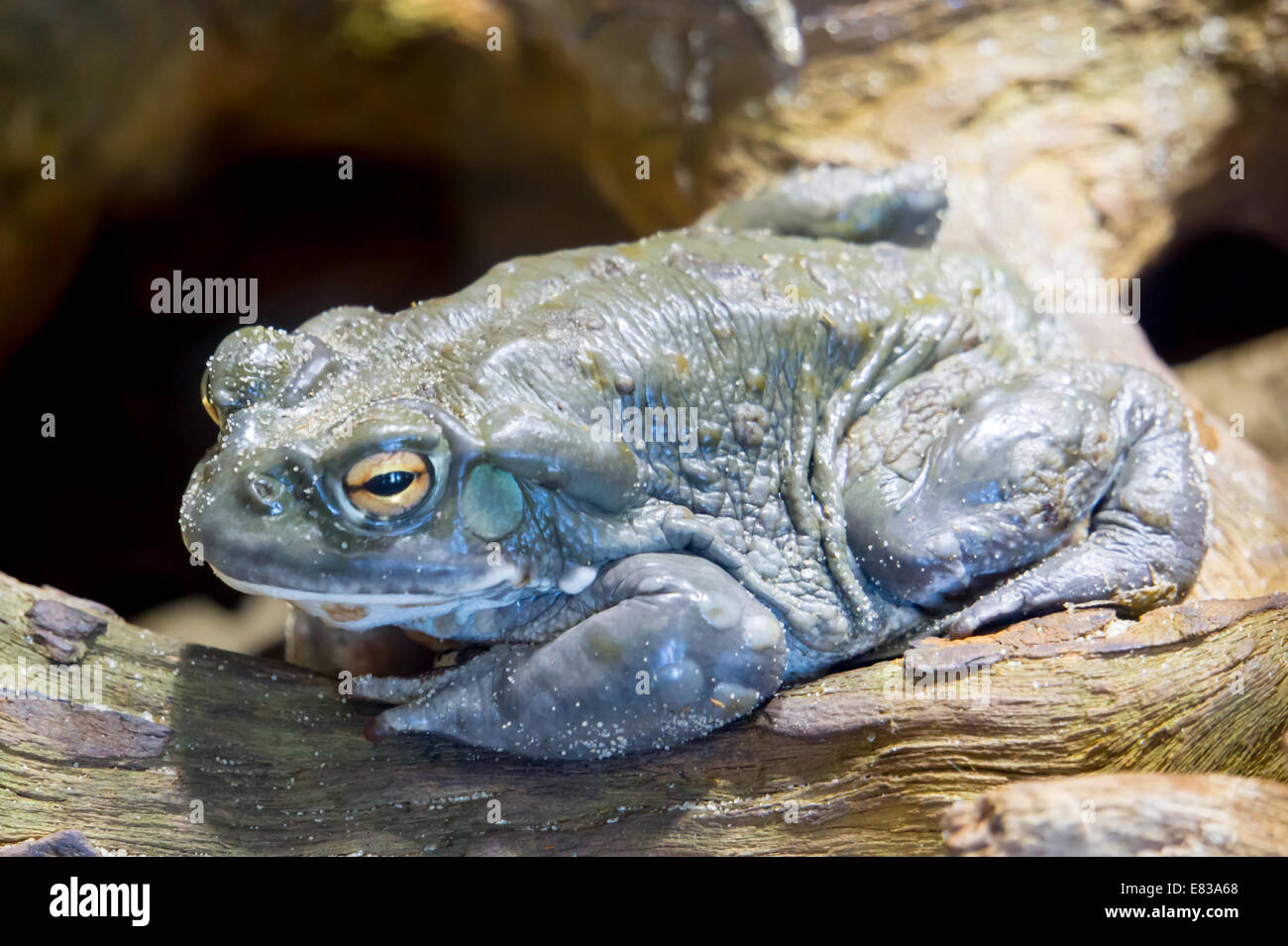 Toad sitting hi-res stock photography and images - Alamy