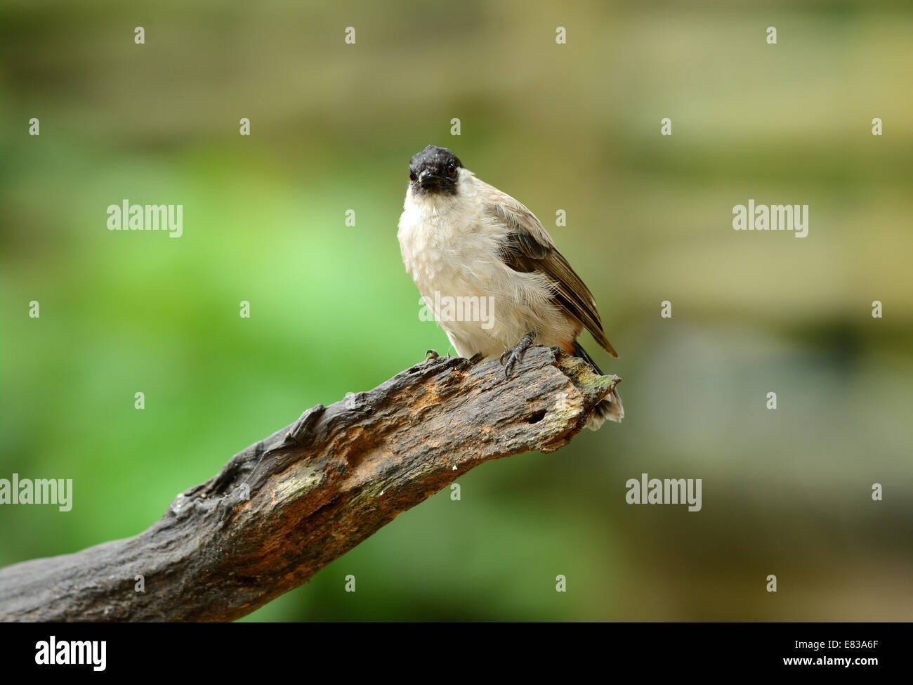 beautiful Sooty-headed Bulbul (Pycnonotus aurigaster) resting in branch ...