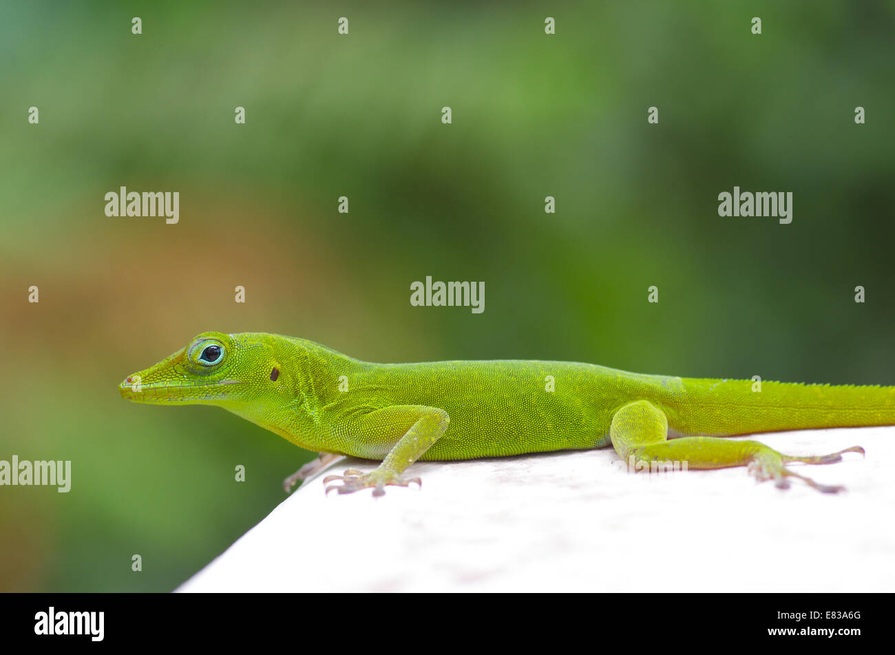 Puerto rico forest lizard hi-res stock photography and images - Alamy